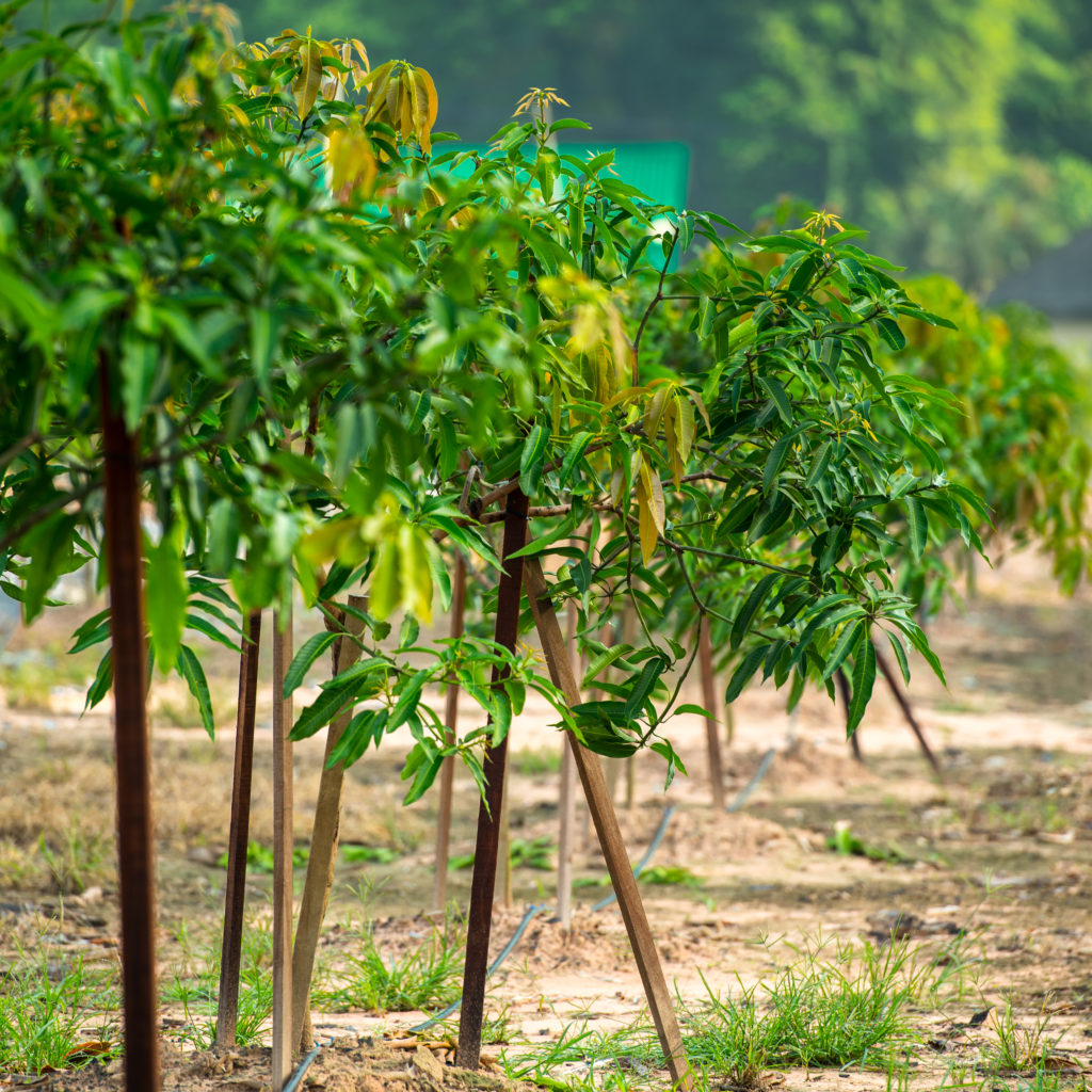 About – Harumango Sdn Bhd