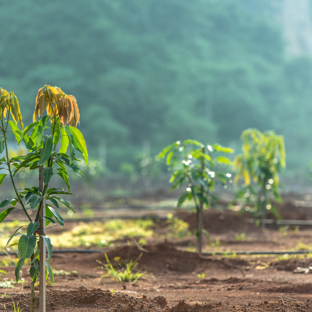 About – Harumango Sdn Bhd