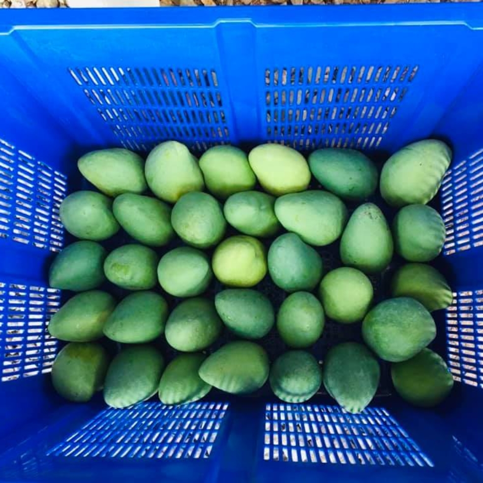 About – Harumango Sdn Bhd