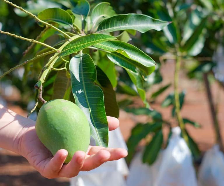 About – Harumango Sdn Bhd