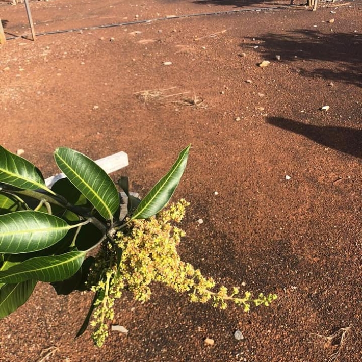 About – Harumango Sdn Bhd