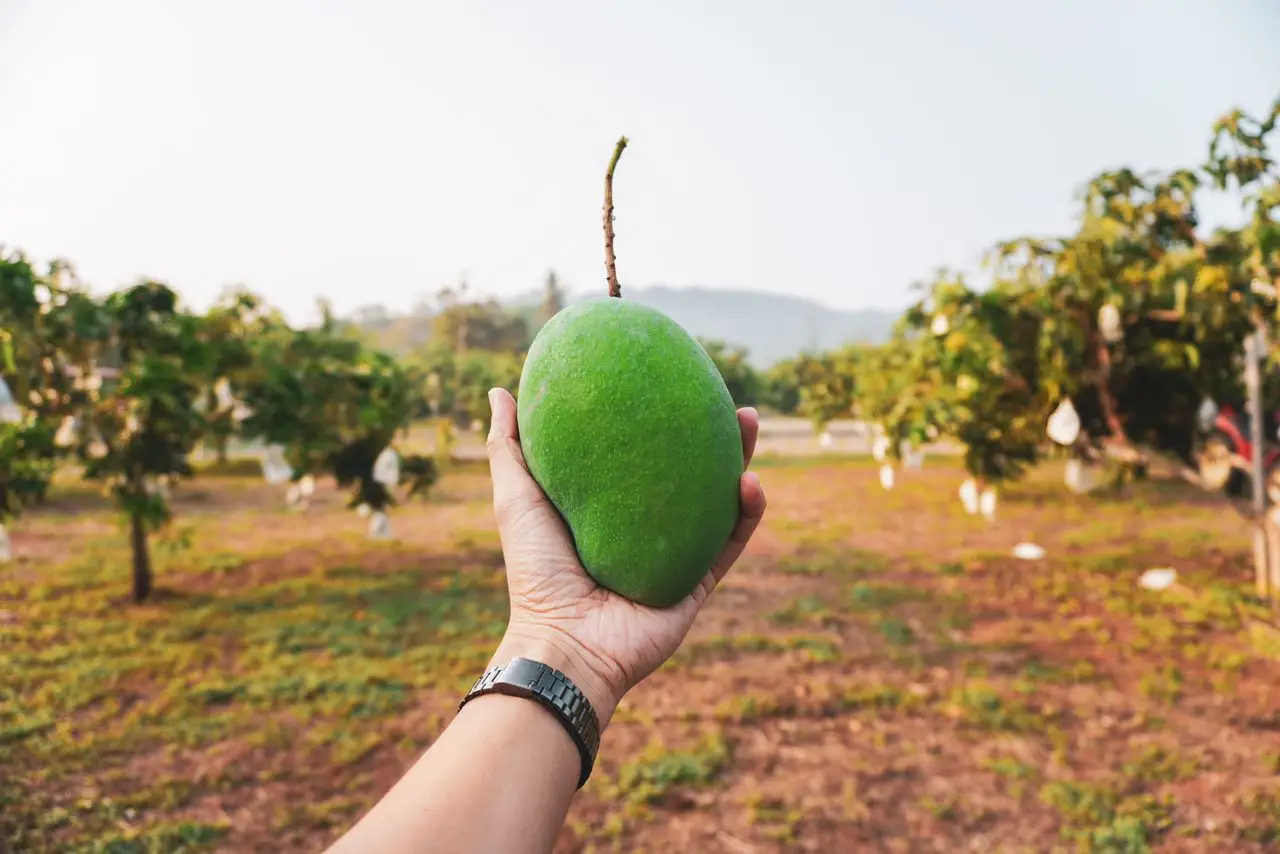 Malaysia’s King of Mangoes: The Allure of Harumanis – Harumango Sdn Bhd
